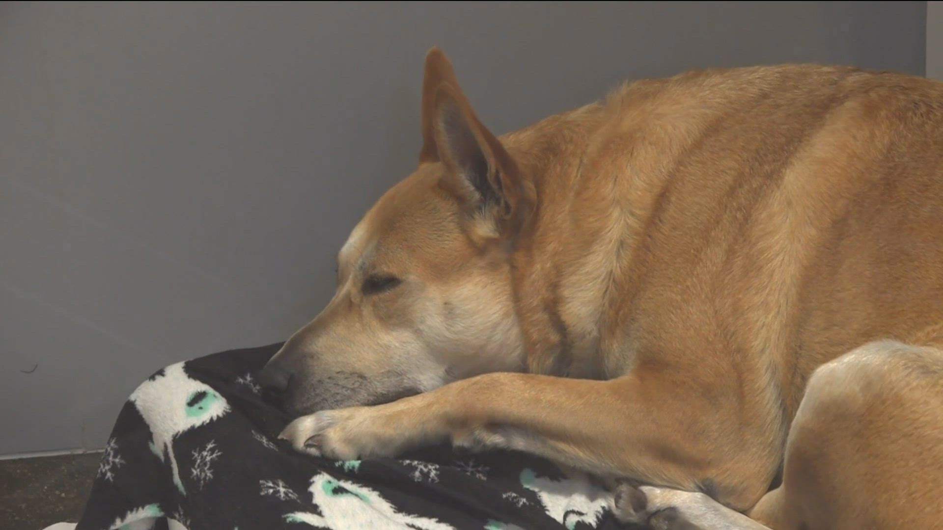 San Diego Humane Society waives adoption fees