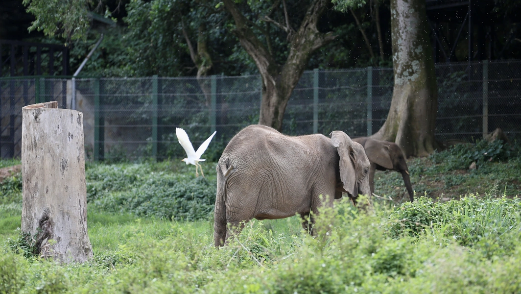A visual history of zoos