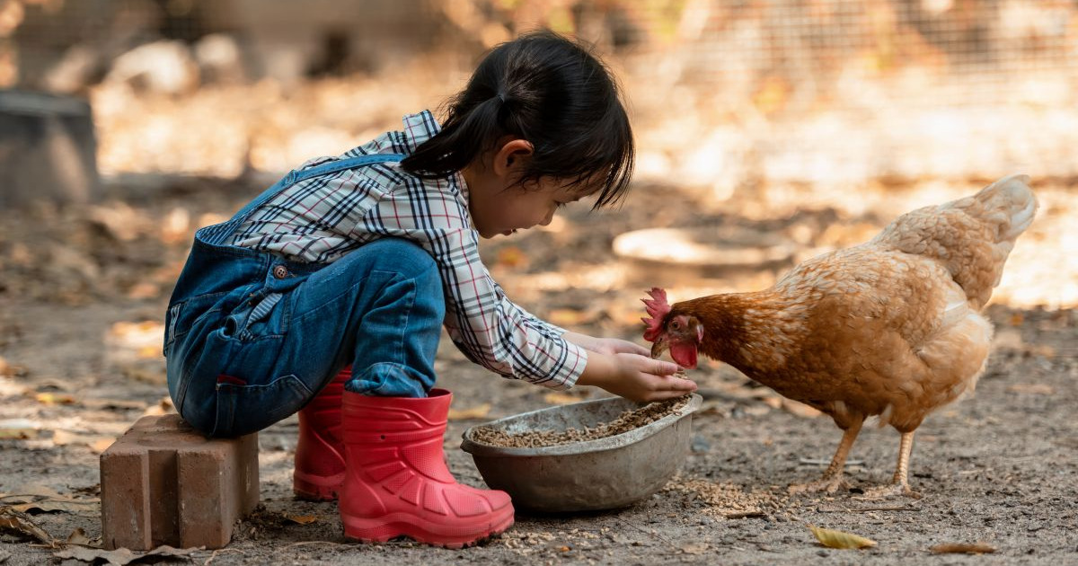 WA experts: Avoid salmonella, don't kiss chickens