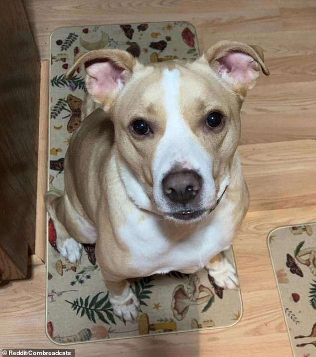 I was given a dog named Jasper and fell in love with him. Now his ...