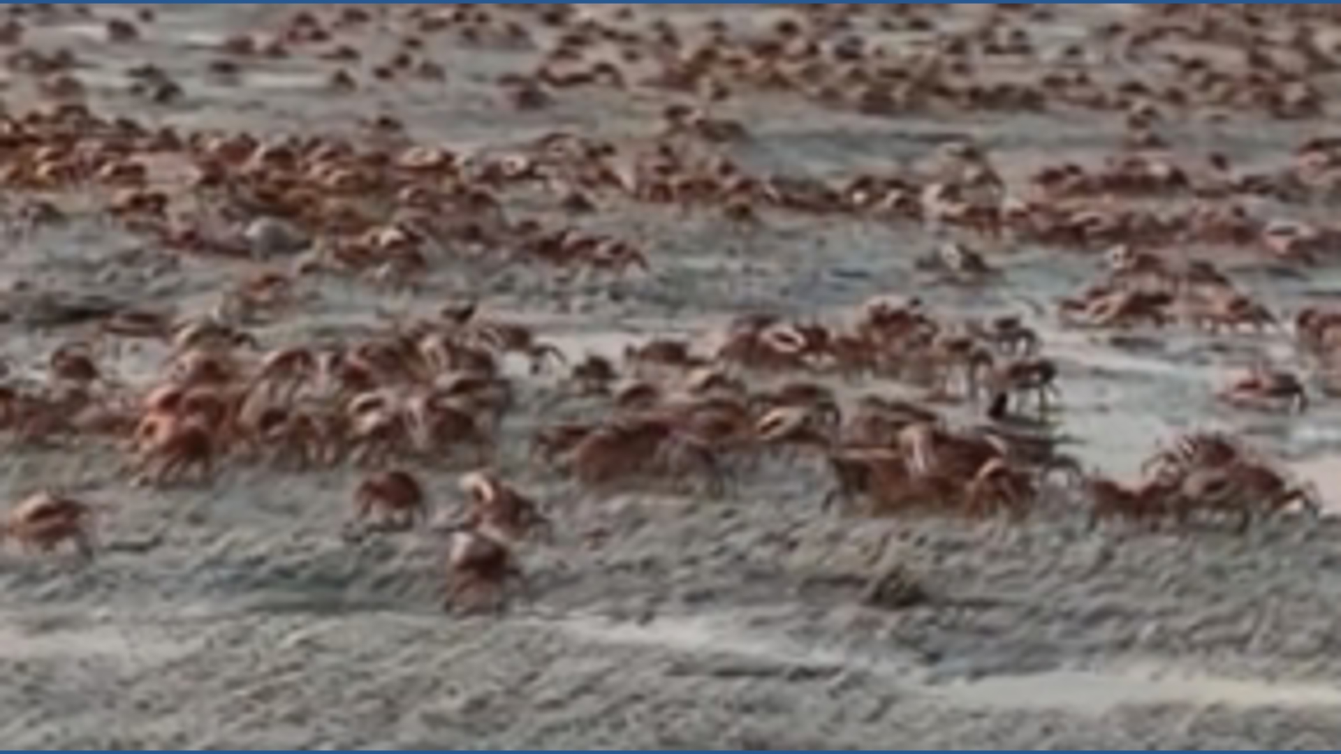 Walking in a fiddler crab colony