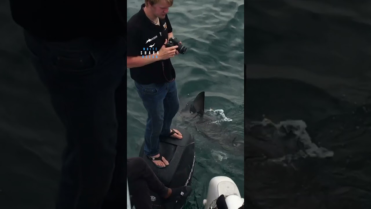 Great White Checks People On The Boat Out