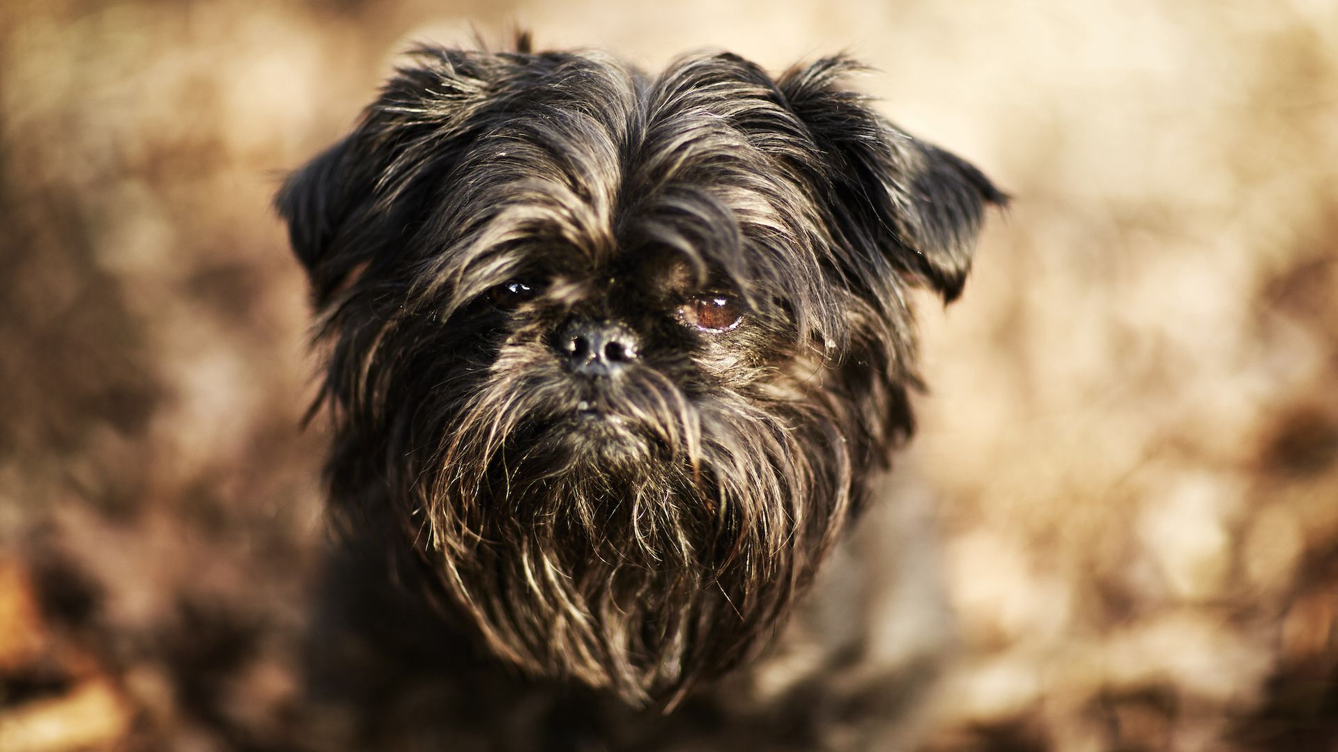 Is your dog a diva? Check out our list of high-maintenance dog breeds