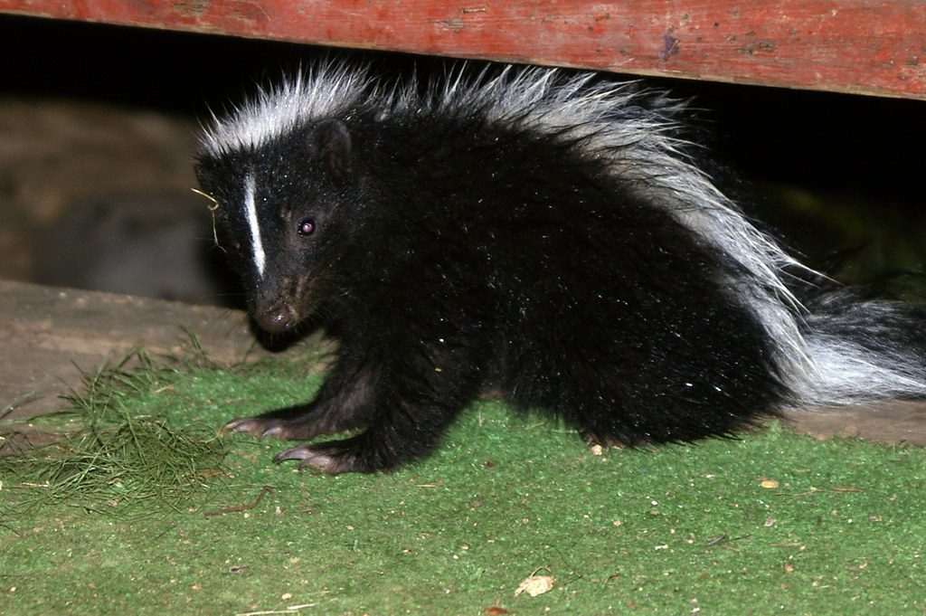 The unusual story of a woman raising a skunk like a toddler