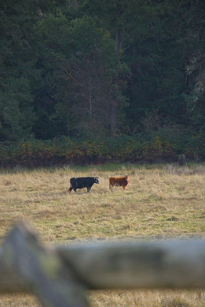 A blind cow finds comfort and companionship with a larger cow