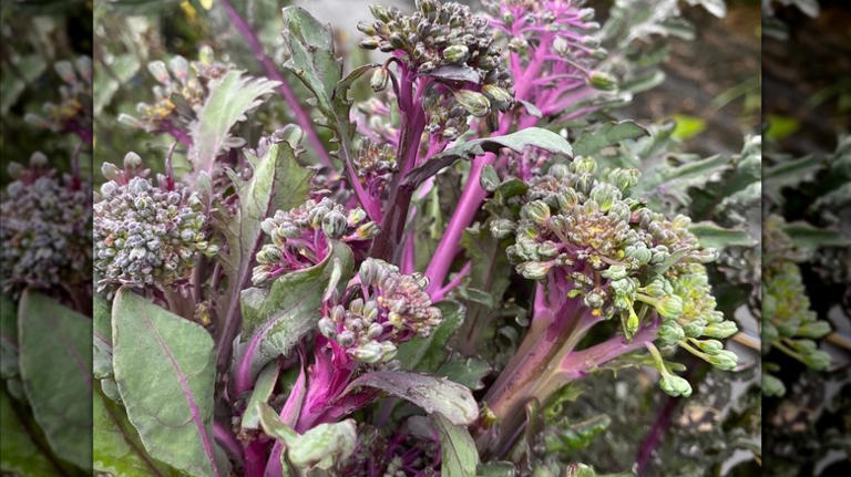 More than a vegetable: This cabbage cousin elevates garden beds with ...