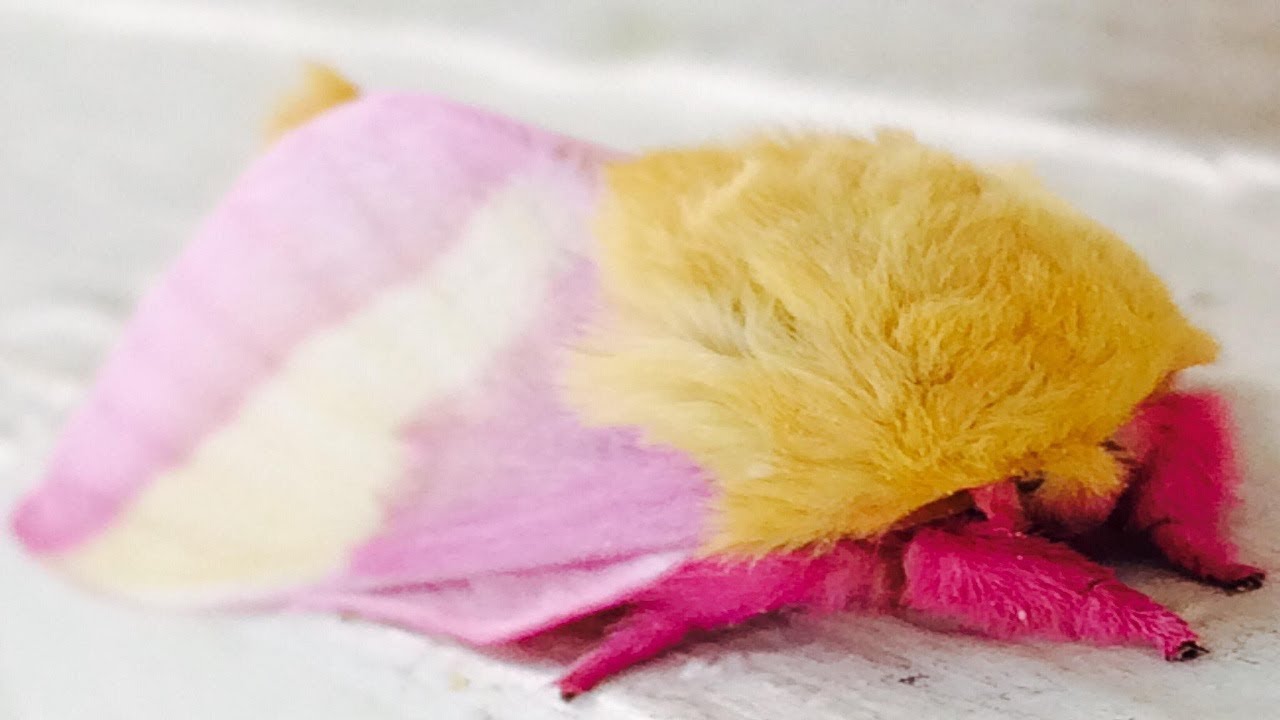 The rosy maple moth is the cutest bug on Earth (photos)