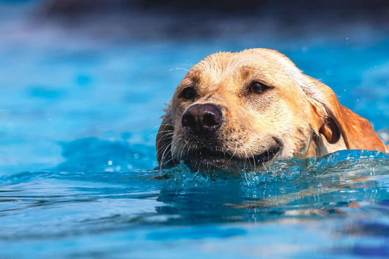 Watch Pancake the golden retriever master his water slide like a pro!