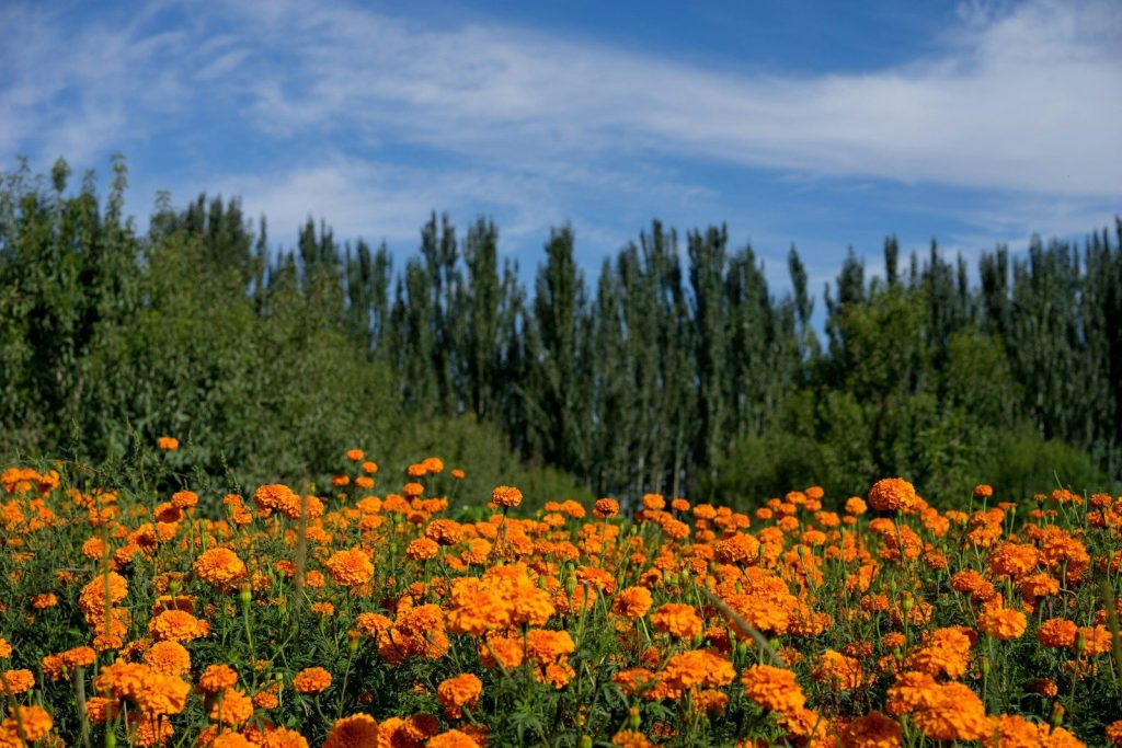 8 cheap flowers that add big color to your garden