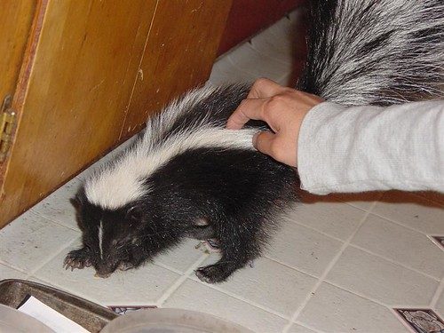 The unusual story of a woman raising a skunk like a toddler