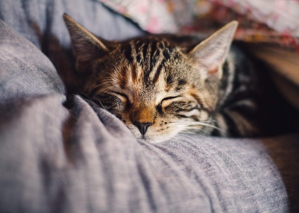 What sharing a bed with your cat does to your body