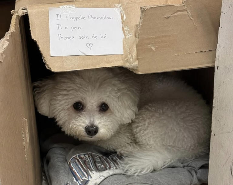 Chamallow chiuso in un pacco davanti alla saracinesca: il cane separato ...
