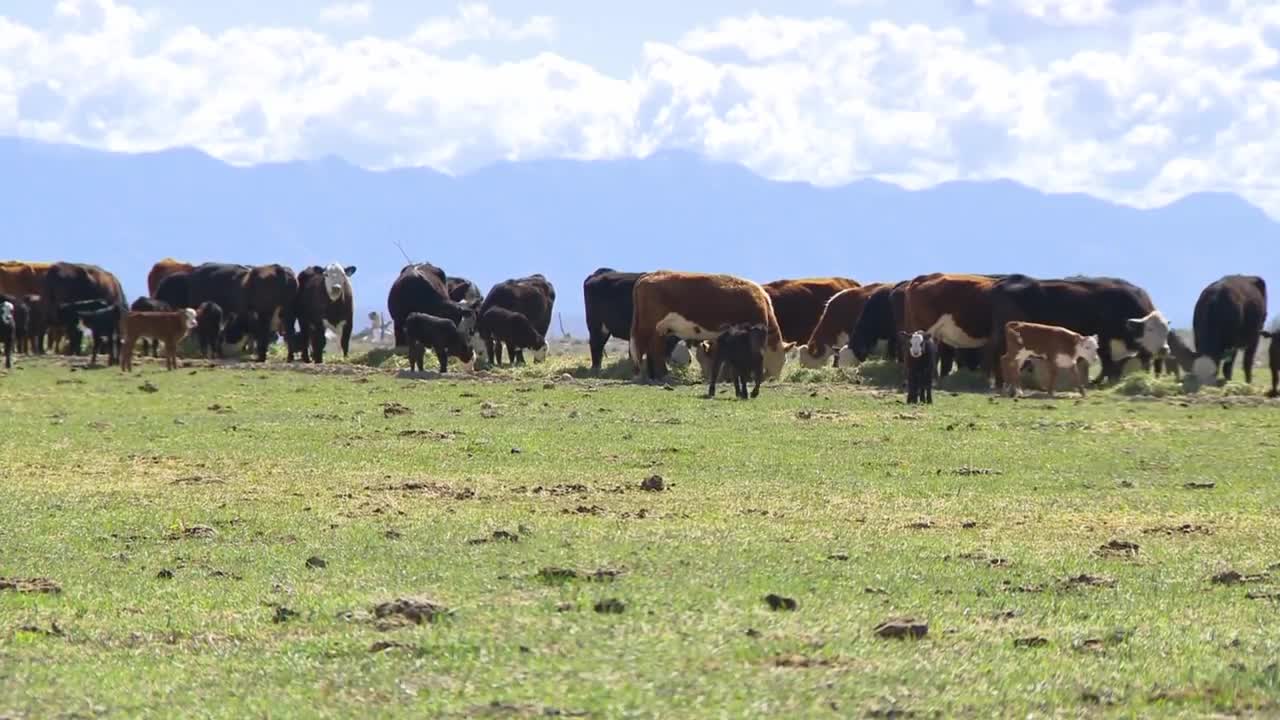 Lack of snowmelt leaves Central Utah farms and ranches scrambling