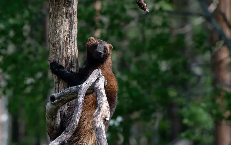Sweden's wolverine coexistence scheme sees sharp decline