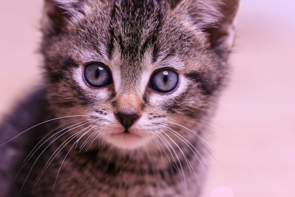 Why unique-looking shelter cats are winning the internet today
