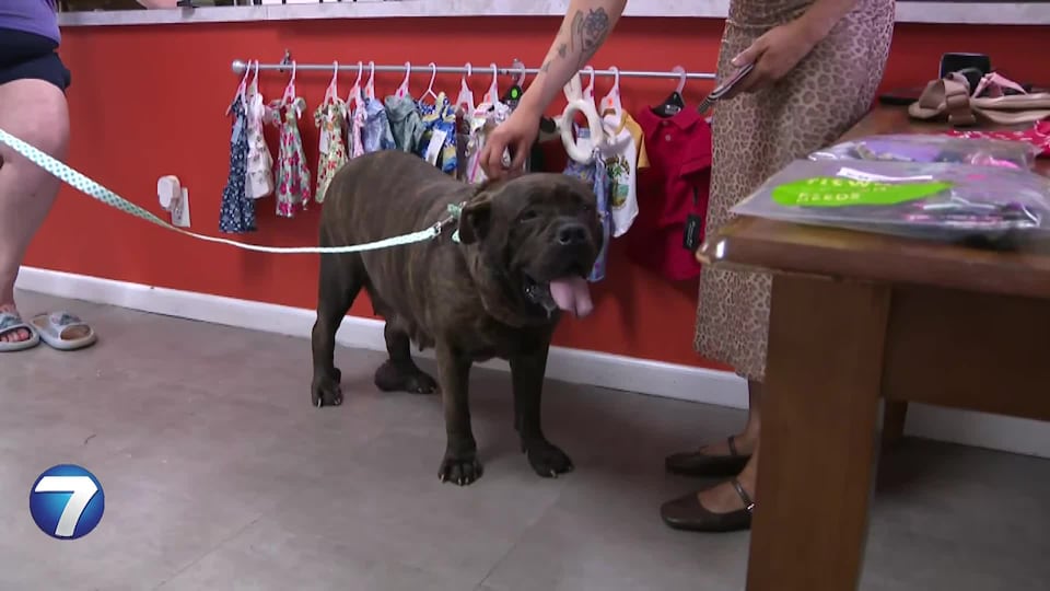 Dog rescued after being abandoned, tied to tree in Dayton neighborhood