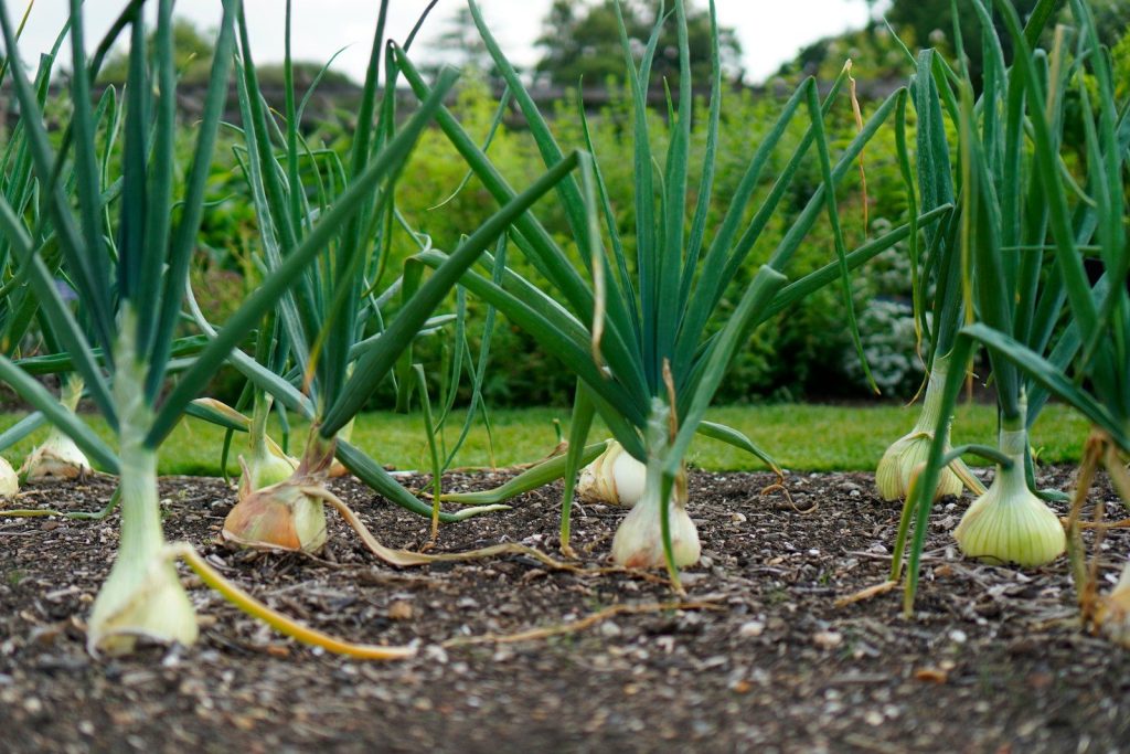 9 kitchen scraps you can turn into new plants at home