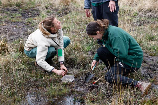 Rare prehistoric plant reintroduced to Hampshire marsh