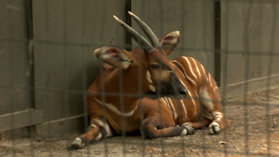 Potter Park Zoo celebrates World Bongo Day