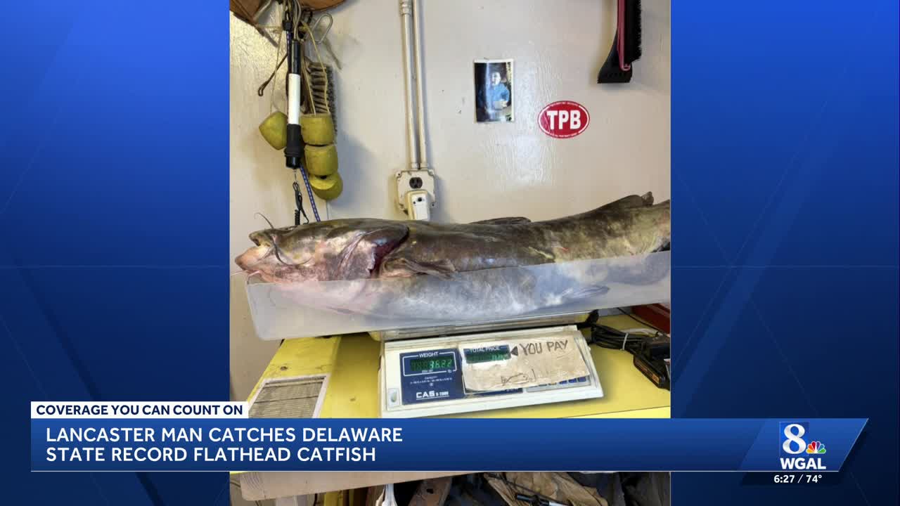 Lancaster County man sets Delaware record with 36-pound catfish
