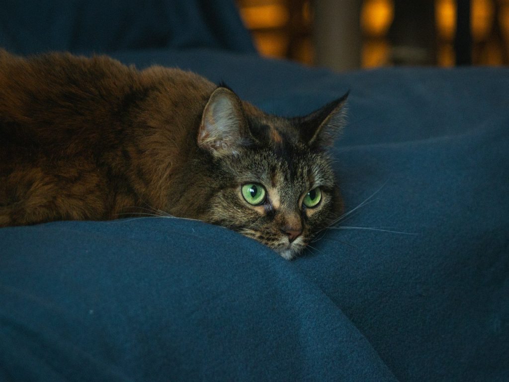 What sharing a bed with your cat does to your body