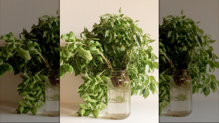 Grow the healthiest basil with these 14 tips