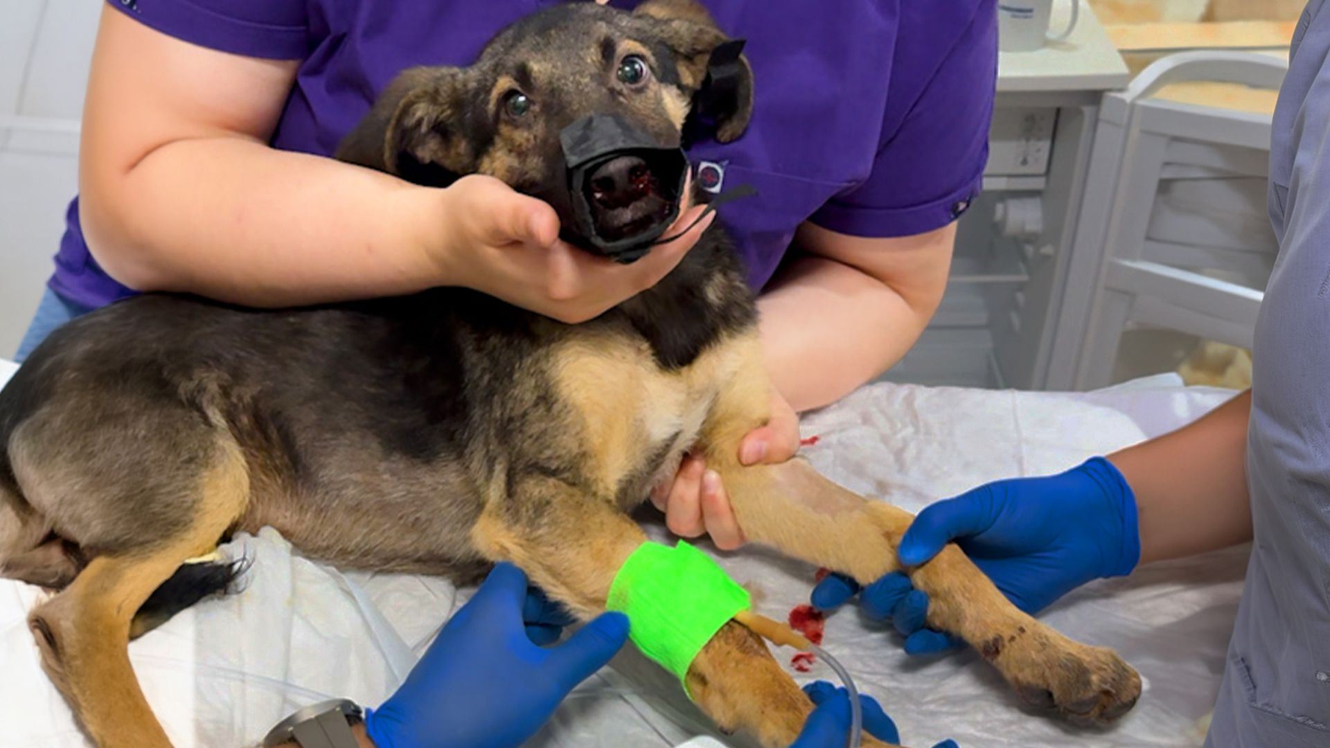 Hurt puppy too scared to be touched finally asks for pets