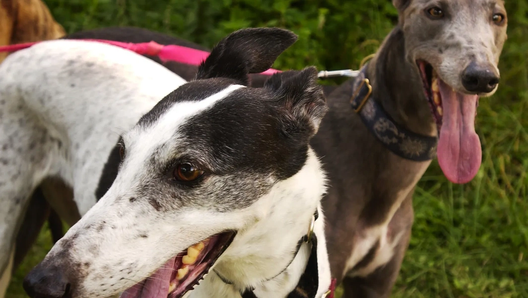 13 overlooked dog breeds and companions in shelters