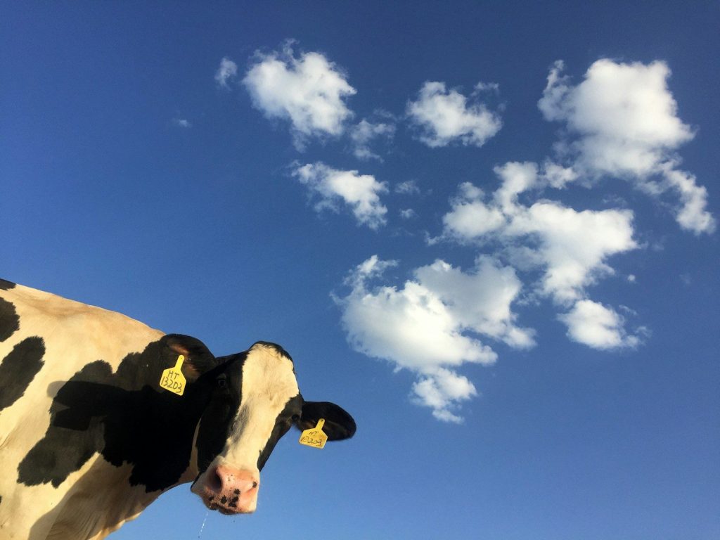 A blind cow finds comfort and companionship with a larger cow