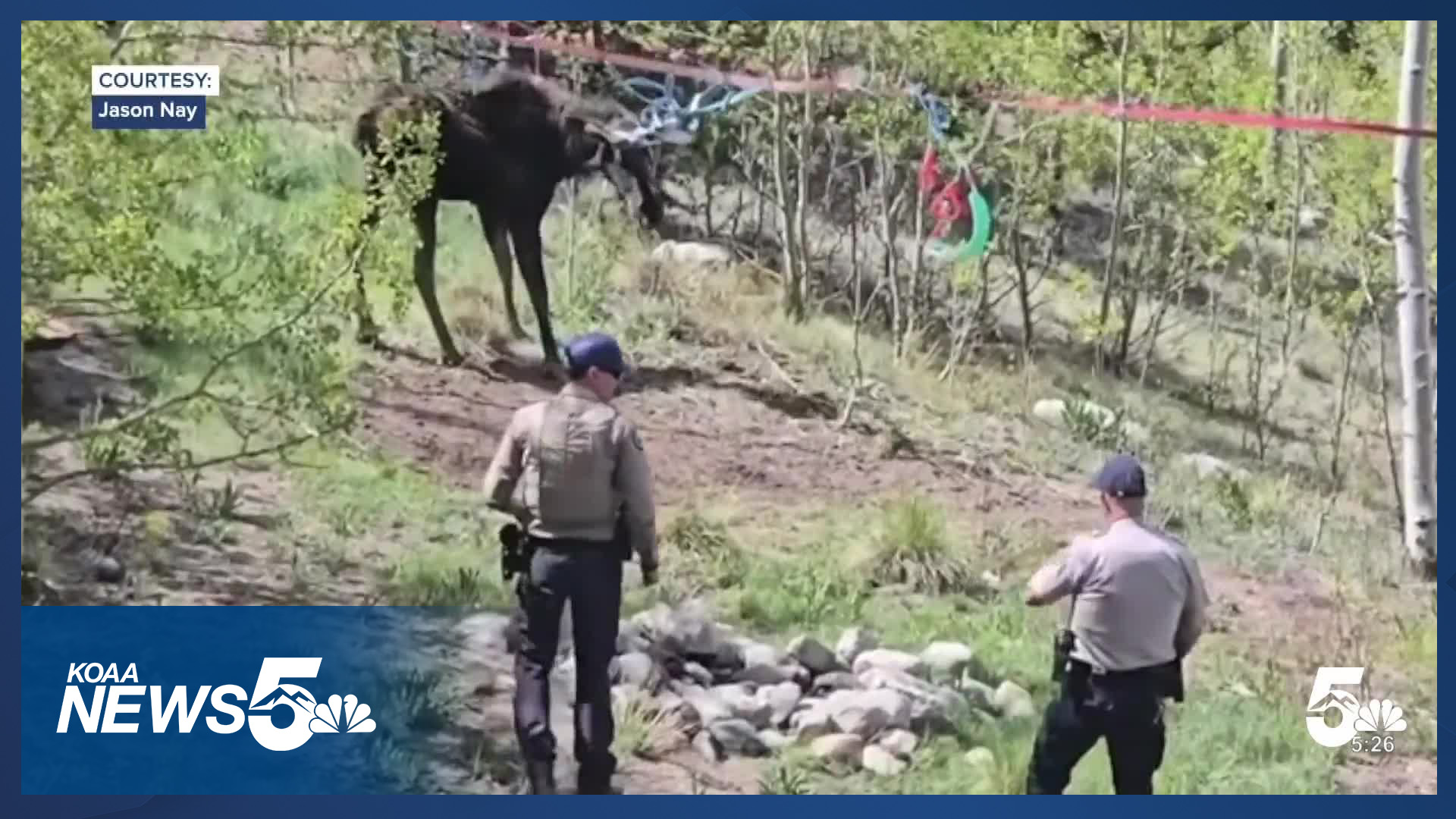 Colorado Parks and Wildlife officers perform unique rescue at a home in ...