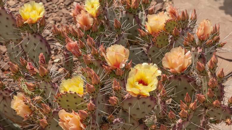 Dependable ground covers for a drought-tolerant rock garden