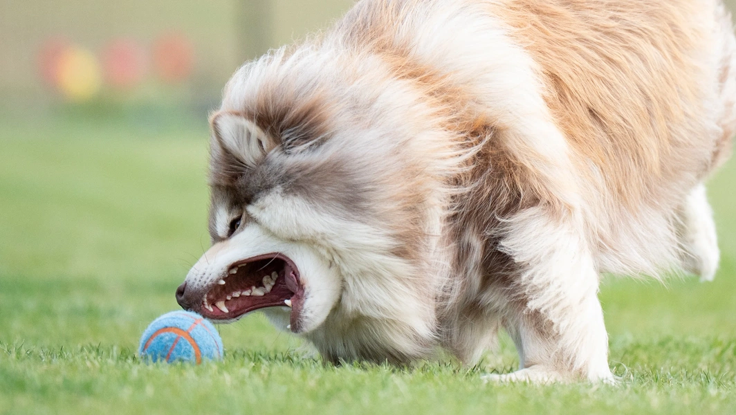 10 loyal dog breeds and how they bond