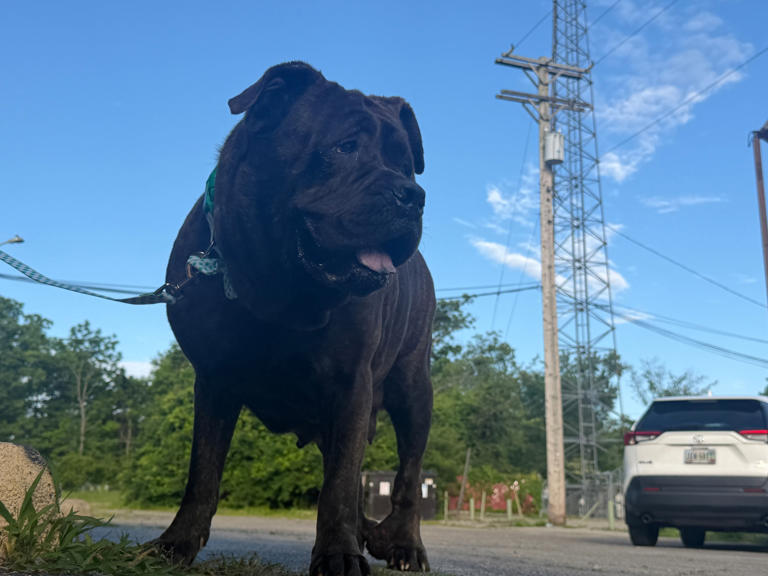 Dog rescued after being abandoned, tied to tree in Dayton neighborhood