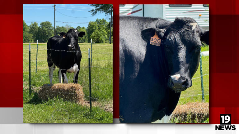 Moo-ving violation: Lorain County Sheriff’s Office round up lost cow