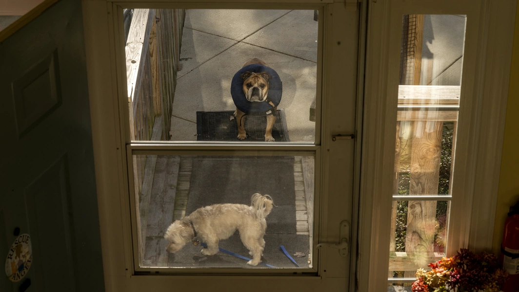 10 hilarious dog moments