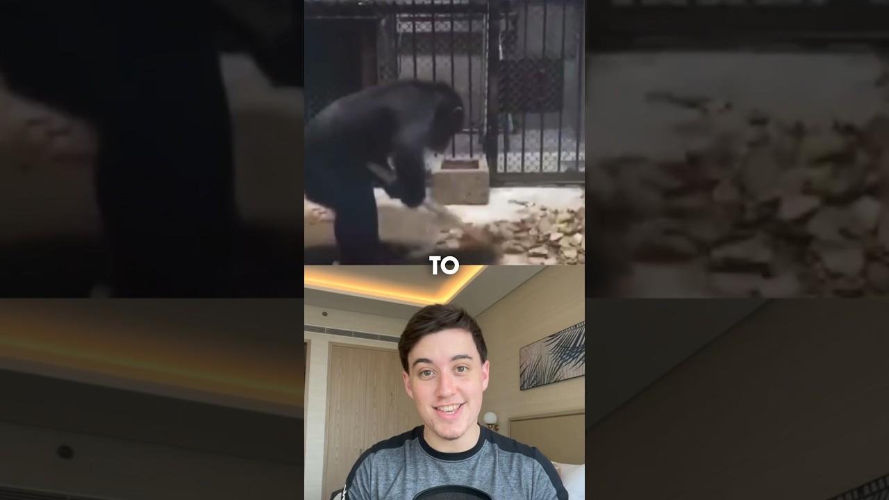 Watch animals surprise everyone with their incredible moments of genius