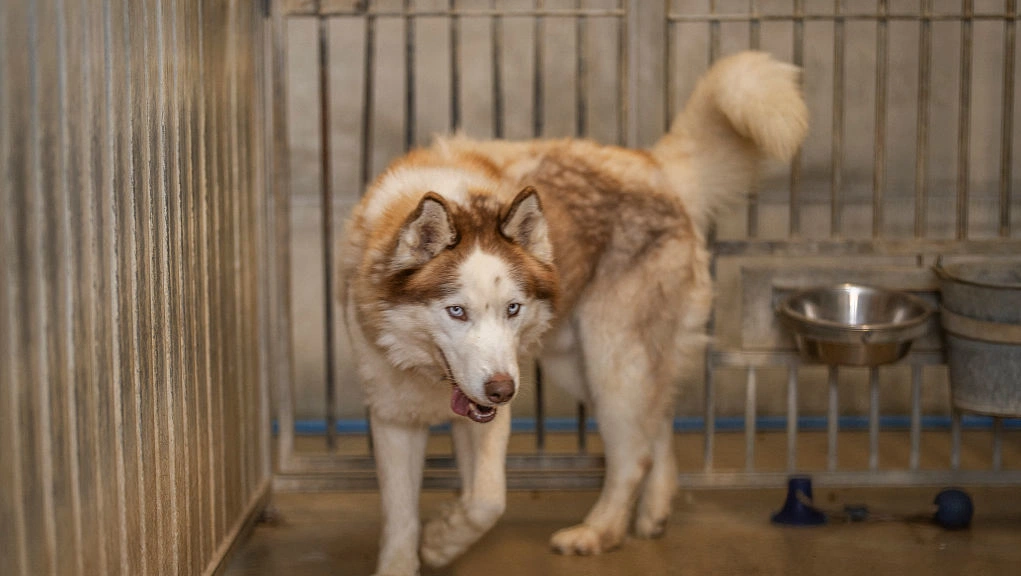 Abandoned dogs find safety and new beginnings after rescues