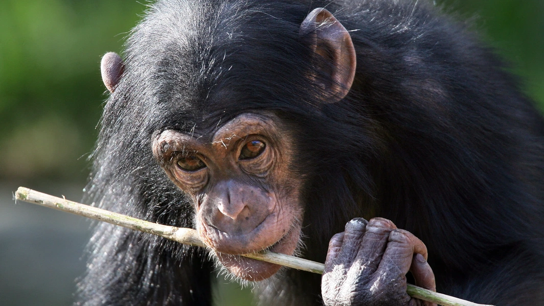 14 remarkable examples of animal tool use