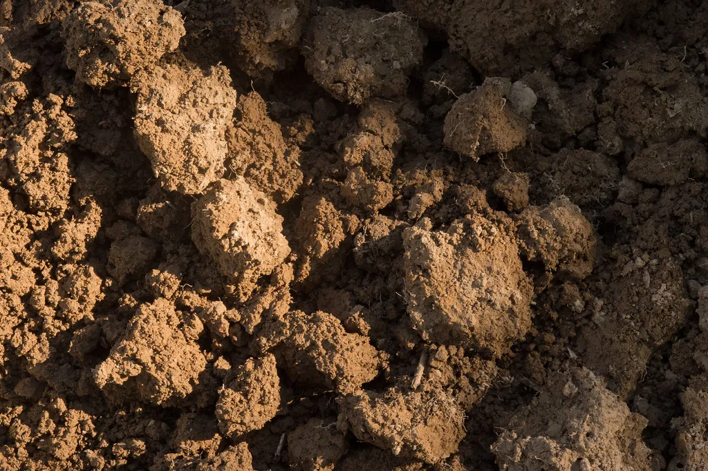 10 clear signs your garden soil is desperately missing organic matter