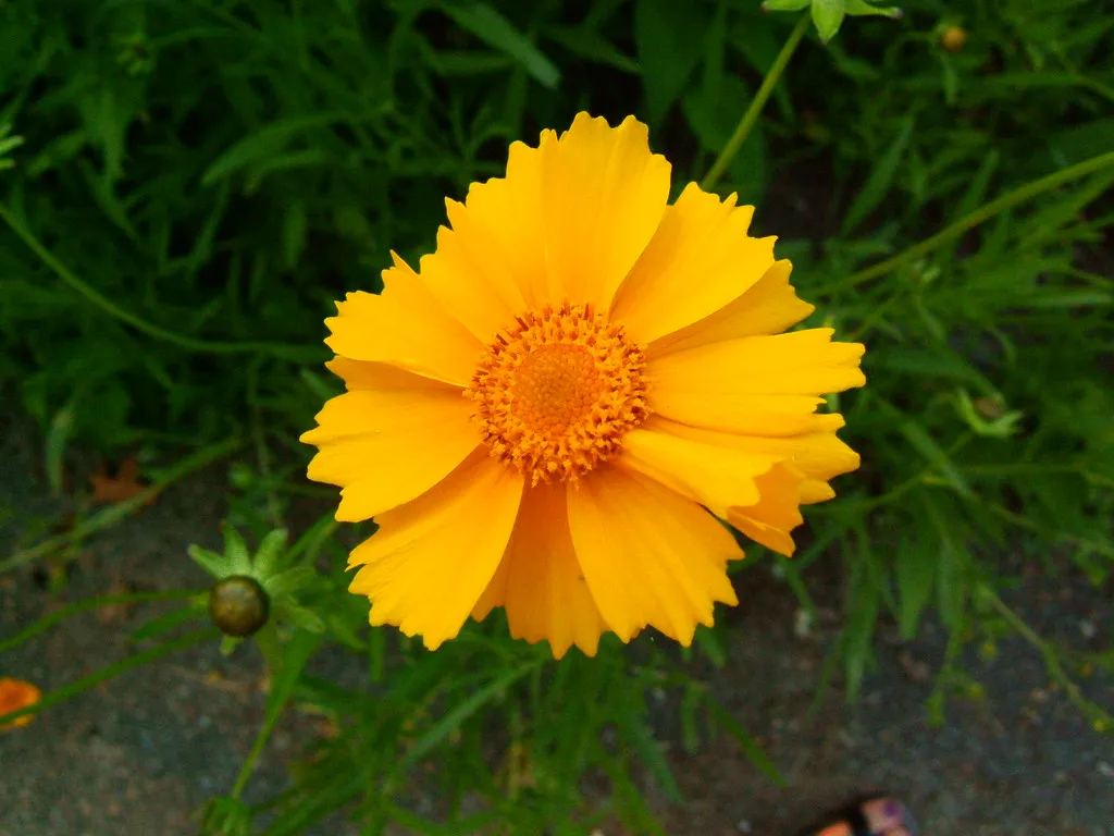 5 perennial flowers that bloom beautifully from early spring until the ...