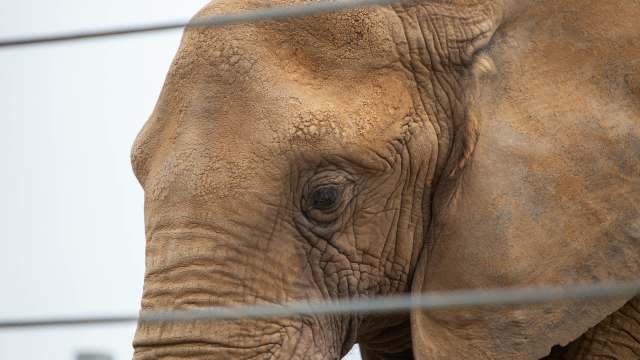 Happy the Bronx Zoo elephant, who changed what scientists knew and ...
