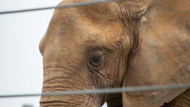 Happy the Bronx Zoo elephant, who changed what scientists knew and ...