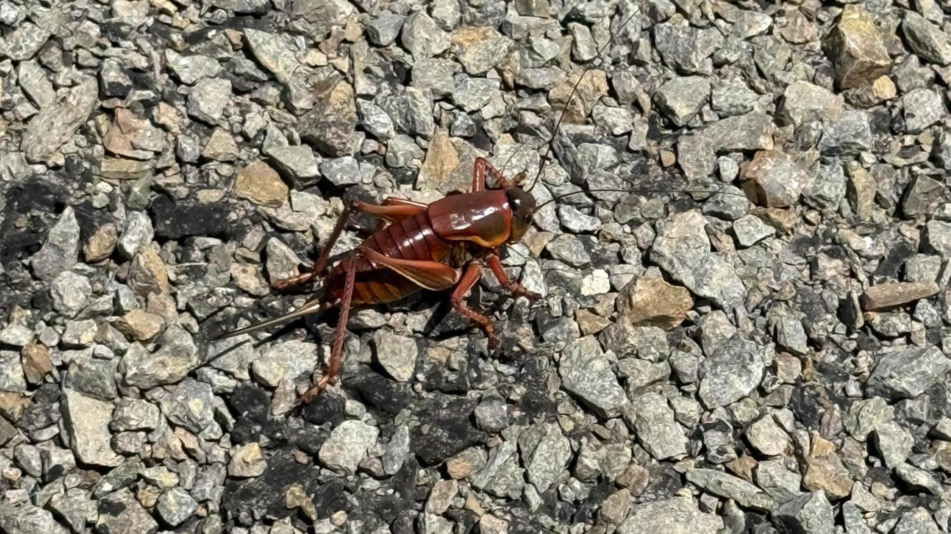 Mormon crickets create slick conditions for Idaho, Oregon drivers