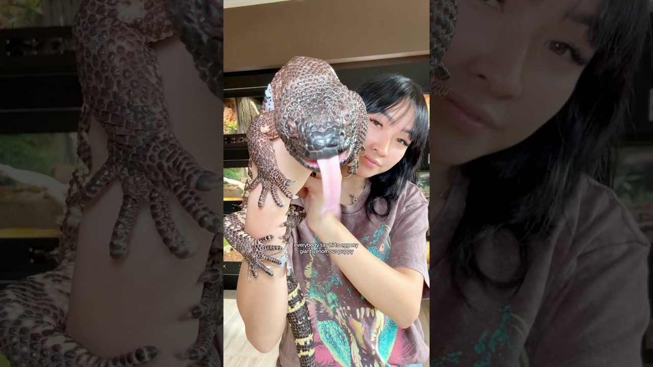 Meet my giant venomous puppy: Mexican beaded lizard edition