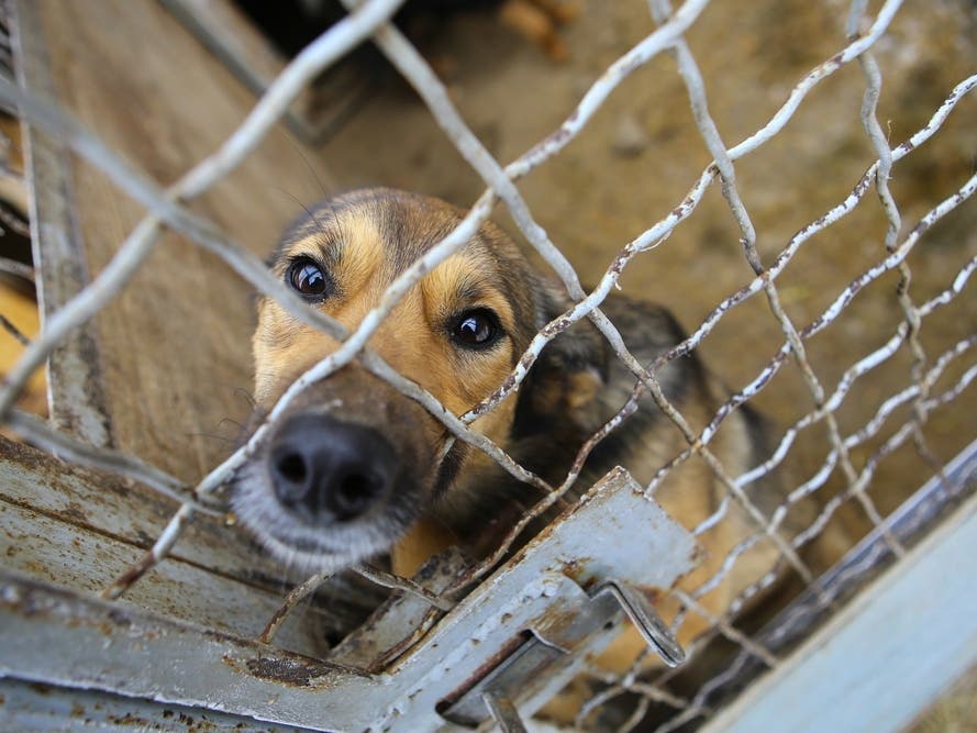RivCo's animal shelters lead nation in reductions of pet euthanasia