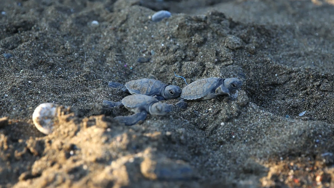 New research reveals baby sea turtles’ hidden navigation and threats
