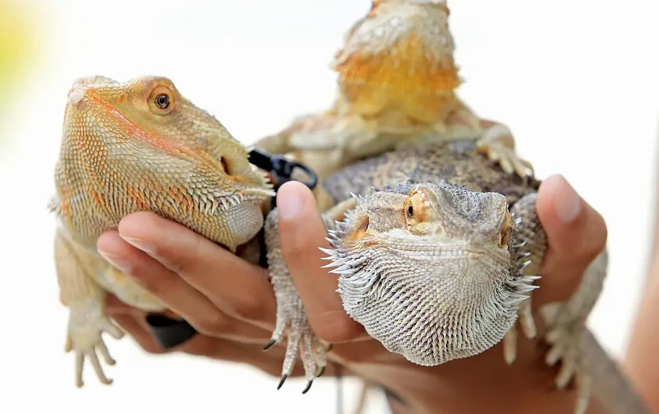 Bearded dragon care made simple for new owners