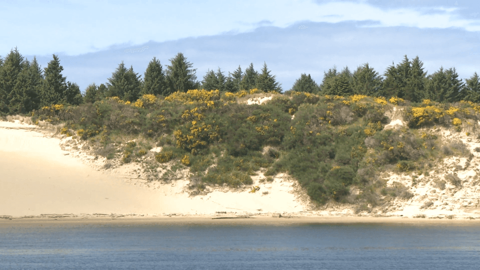 Scotch broom planted to stabilize Oregon dunes now threatens coast ...