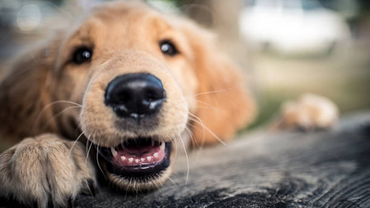 Veterinarians explain why some dogs suddenly change their behavior