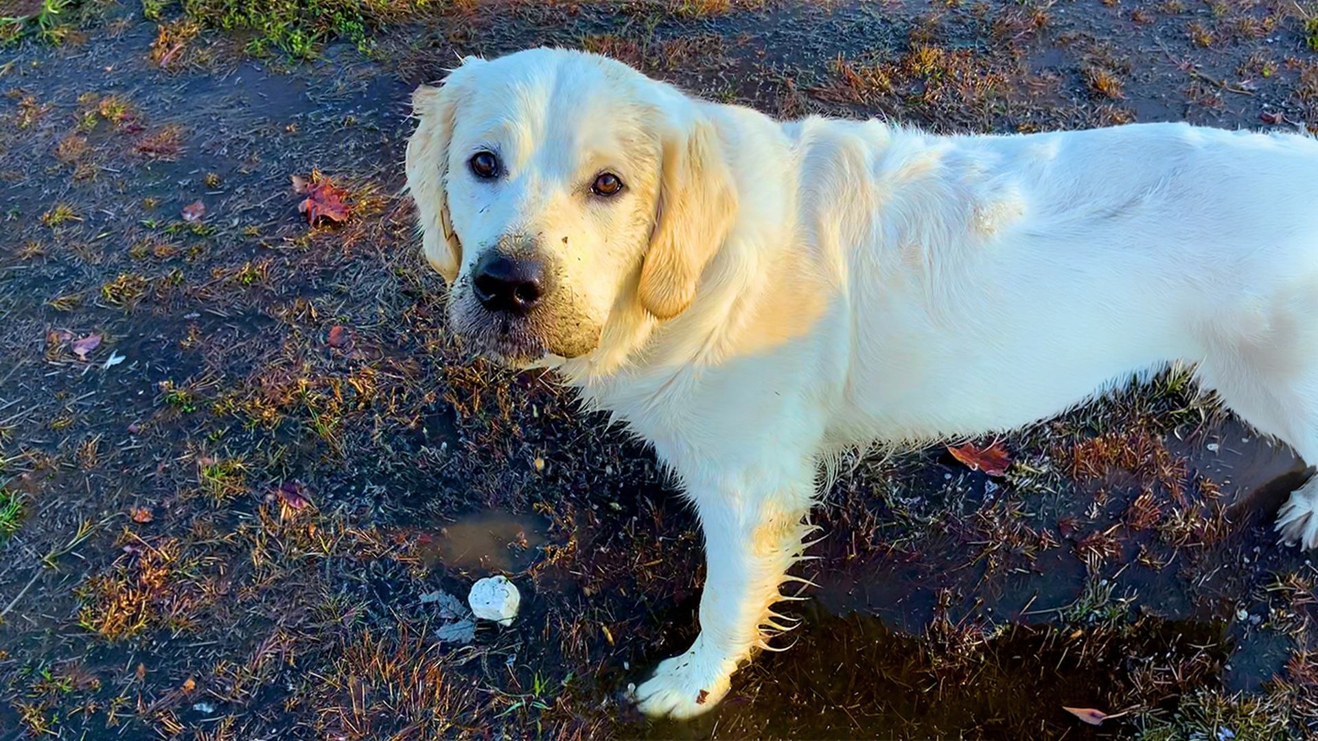 Rock-obsessed golden even takes rocks to bed with him